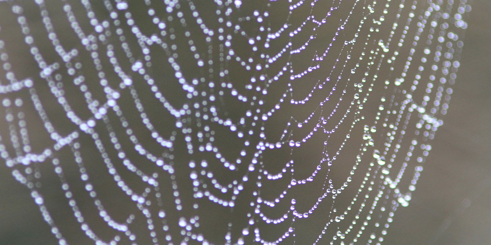 Spider Silk LLC – Essential IT Security